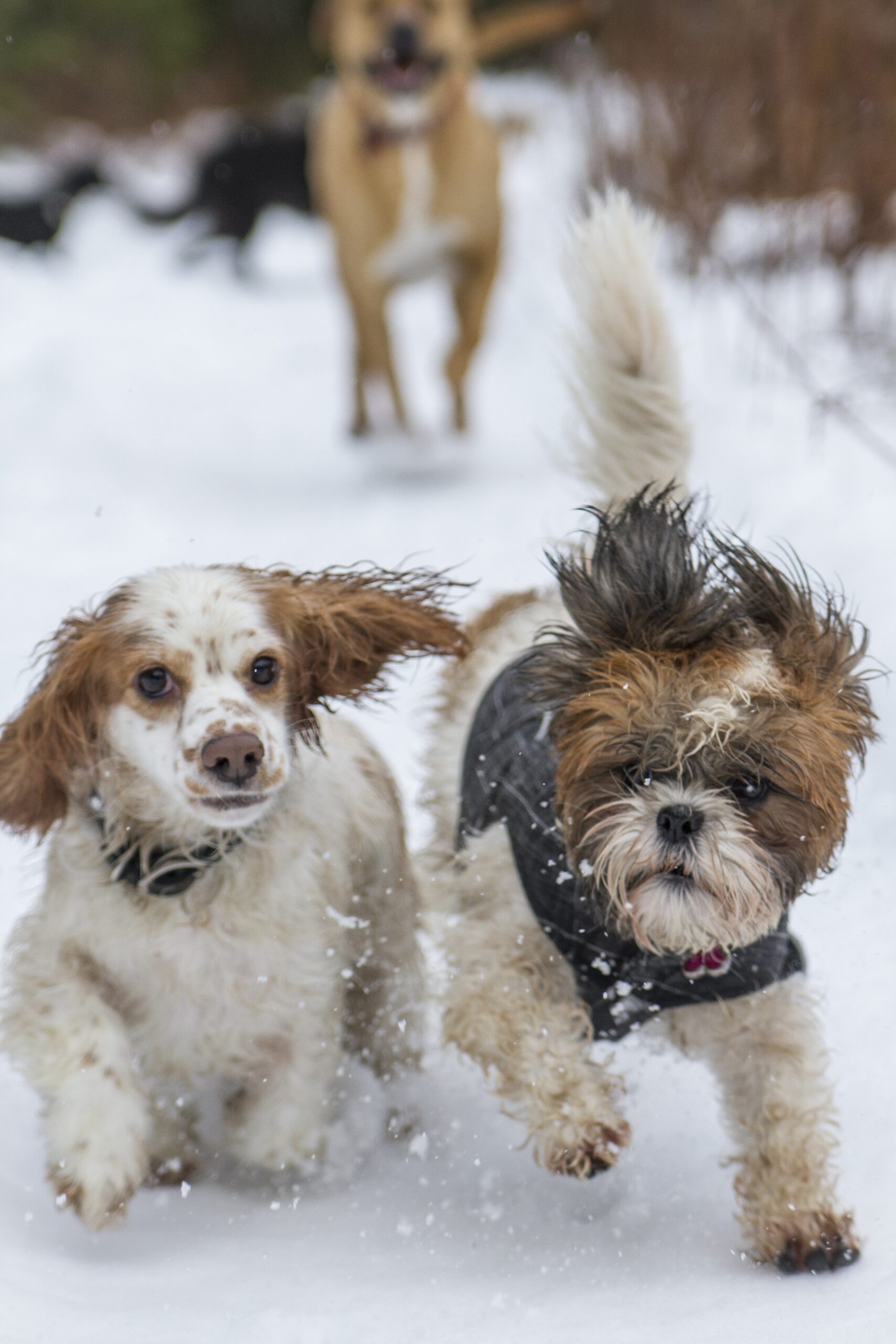 Docker - Dog Breeds - PawBlog - FunkyPaw